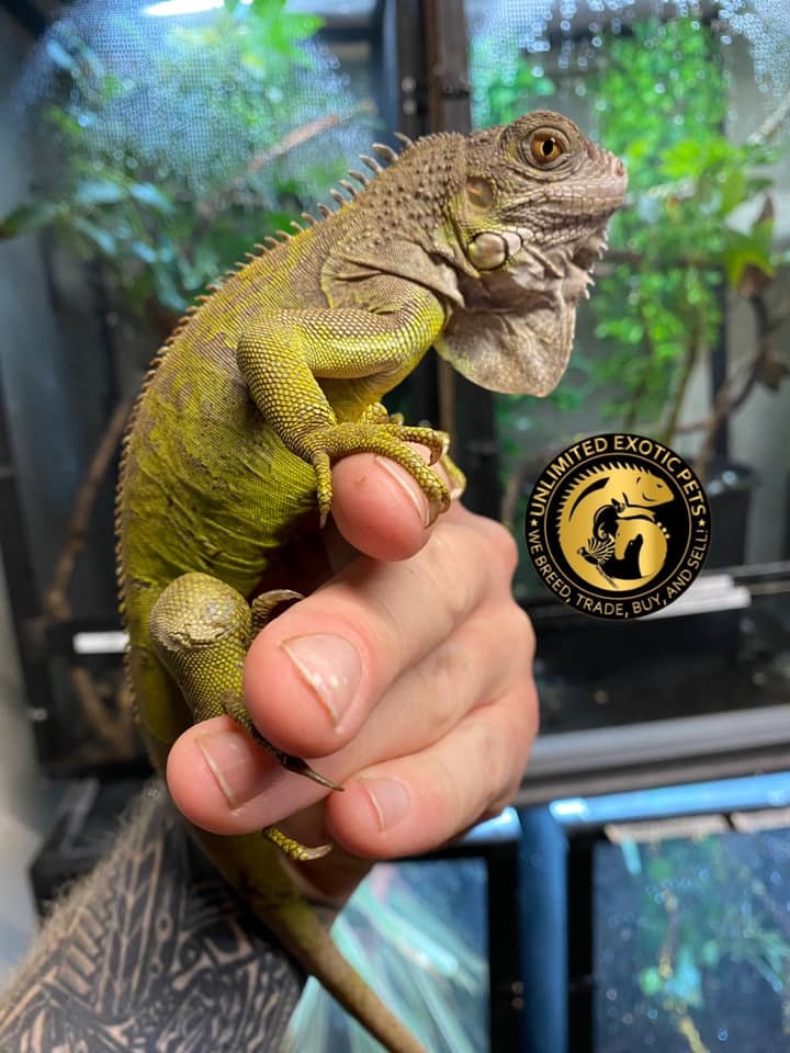 Translucent Other Iguana by Unlimited Exotic Pets - MorphMarket