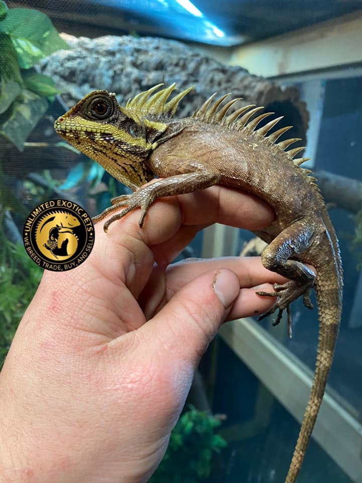 Natals Horned Dragons Other Lizard by Unlimited Exotic Pets - MorphMarket