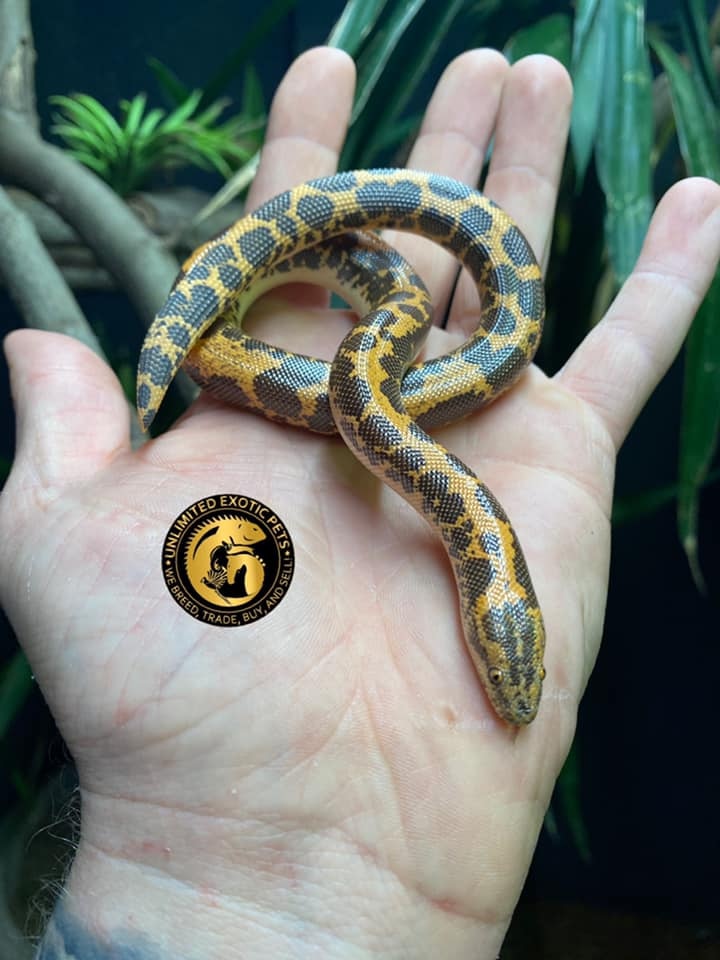 Normal Kenyan Sand Boa by Unlimited Exotic Pets - MorphMarket
