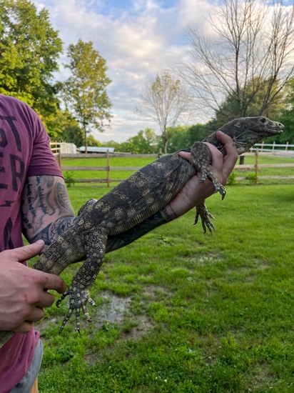 Sulphur Water Monitor by Unlimited Exotics