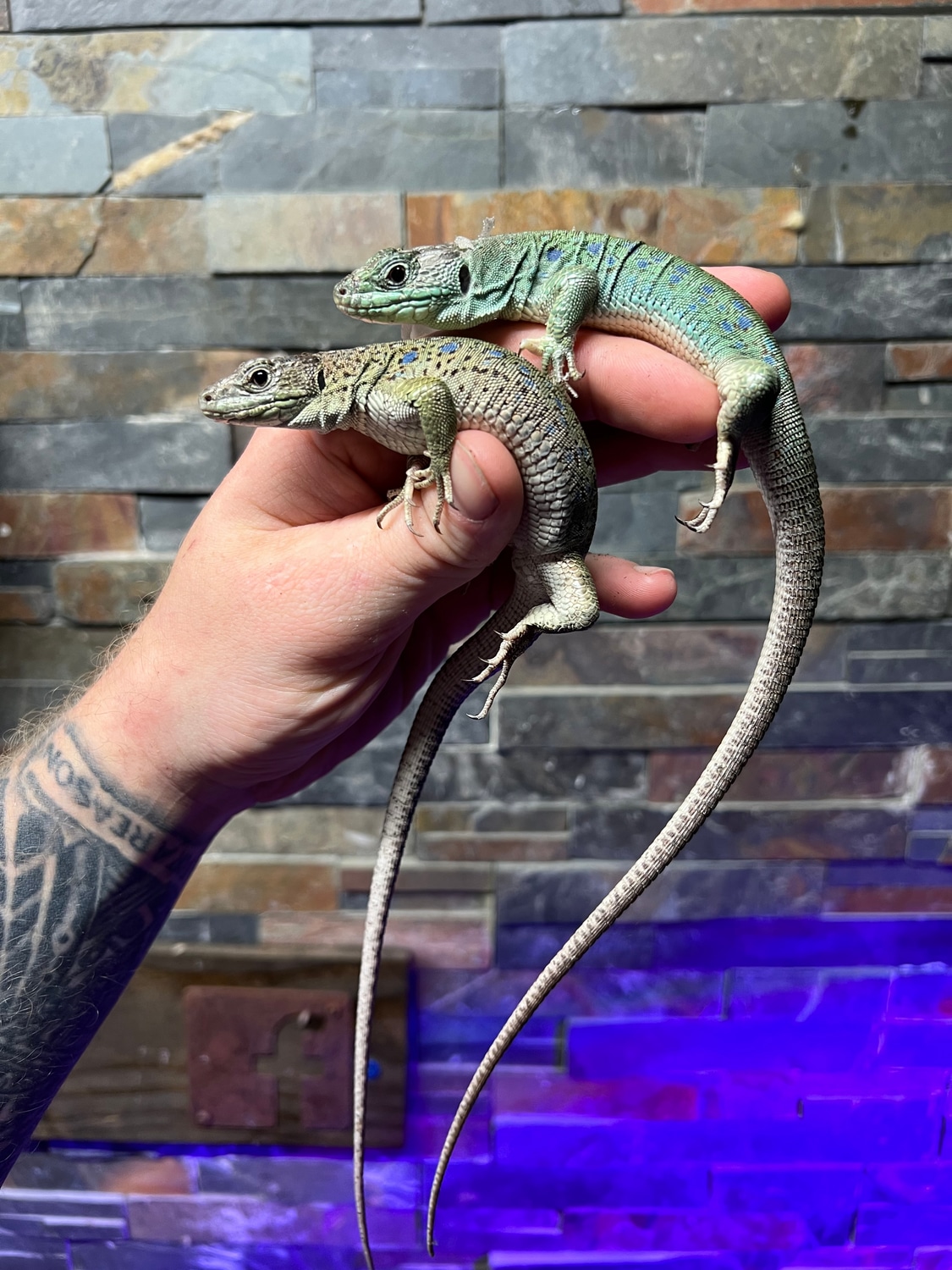 Jeweled Lacertas More Lizard by Unlimited Exotic Pets - MorphMarket