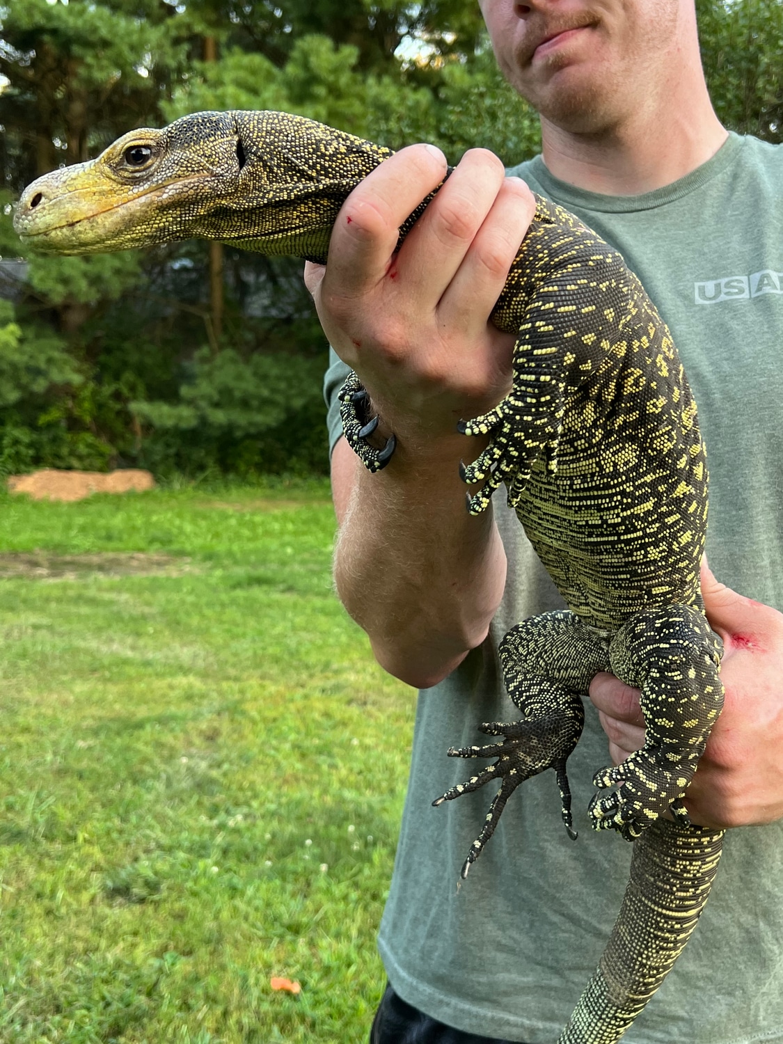 5ft+ Male Croc Crocodile Monitor by Unlimited Exotic Pets - MorphMarket