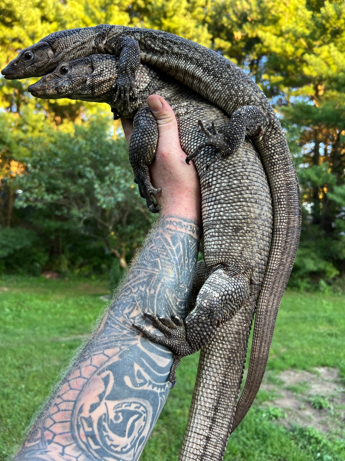 Pair Dumeril's Monitor by Unlimited Exotic Pets - MorphMarket