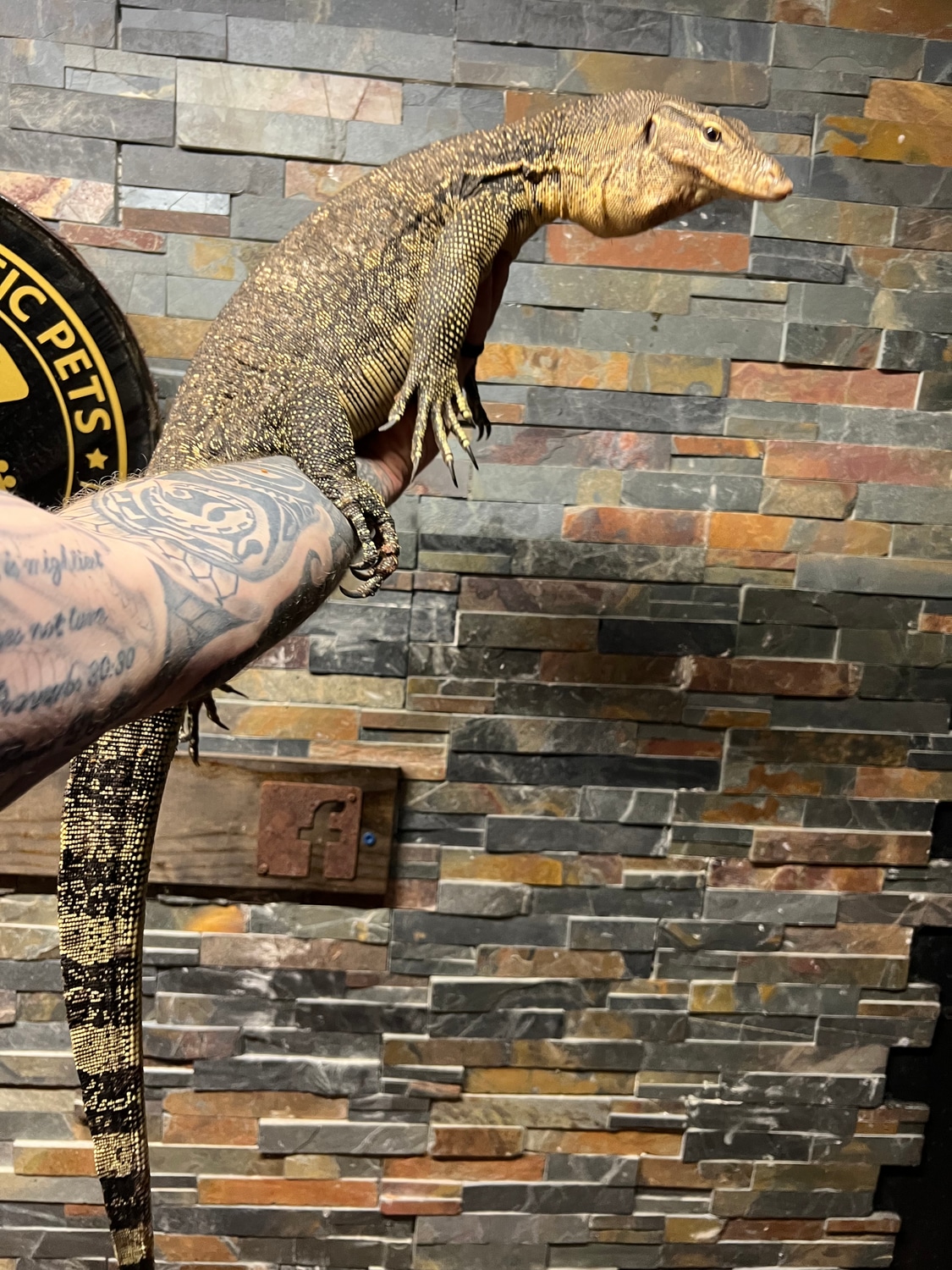 Egg-Laying Water Monitor by Unlimited Exotic Pets - MorphMarket