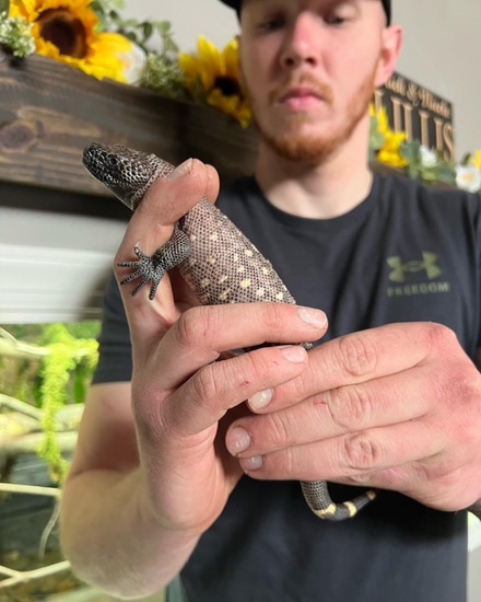 Ultra Black Beaded Lizard by Unlimited Exotic Pets