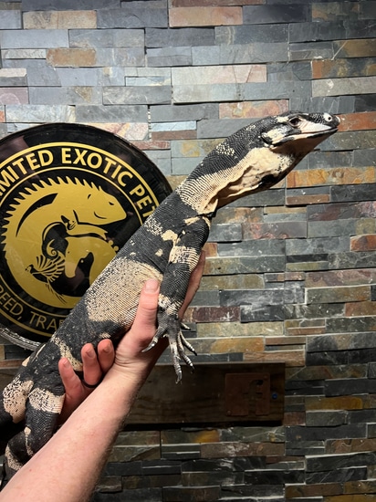 Bells Lace Other Monitor by Unlimited Exotic Pets