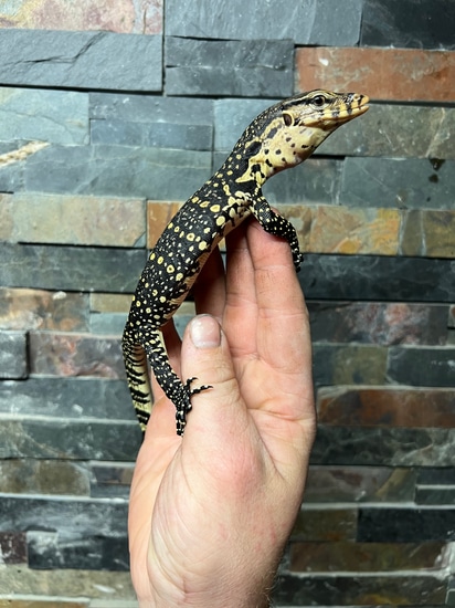 Cbb Sumatran Water Monitor by Unlimited Exotics