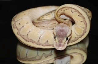 Emperor Pin Shrapnel Possible Yellow Belly Ball Python by Unlimited Exotics LLC