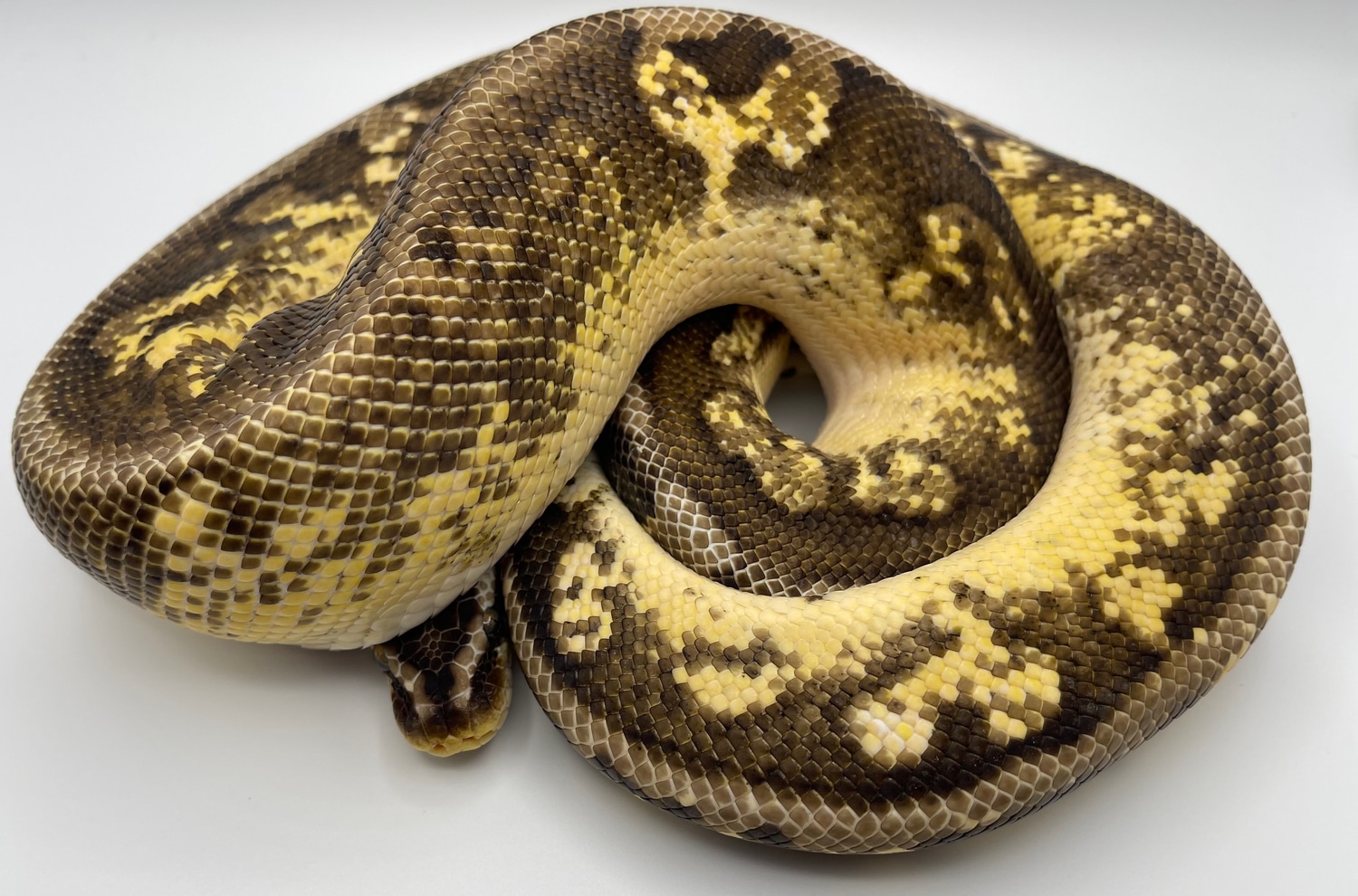 Calico Firefly Ball Python by Unlimited Exotics LLC - MorphMarket