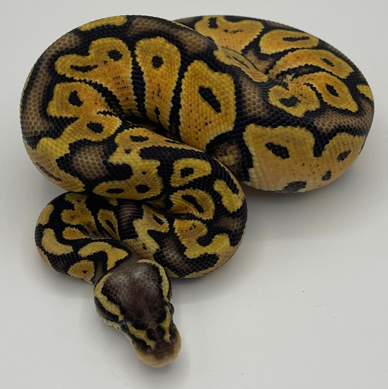 Super Pastel Het Ultramel Ball Python by Unlimited Exotics LLC