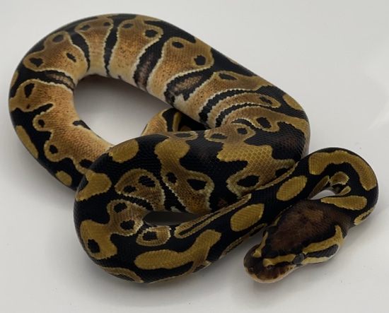 Normal Ball Python by Unlimited Exotics LLC