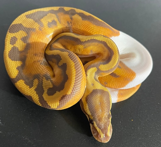 Ultramel Pied Ball Python by Unlimited Exotics LLC