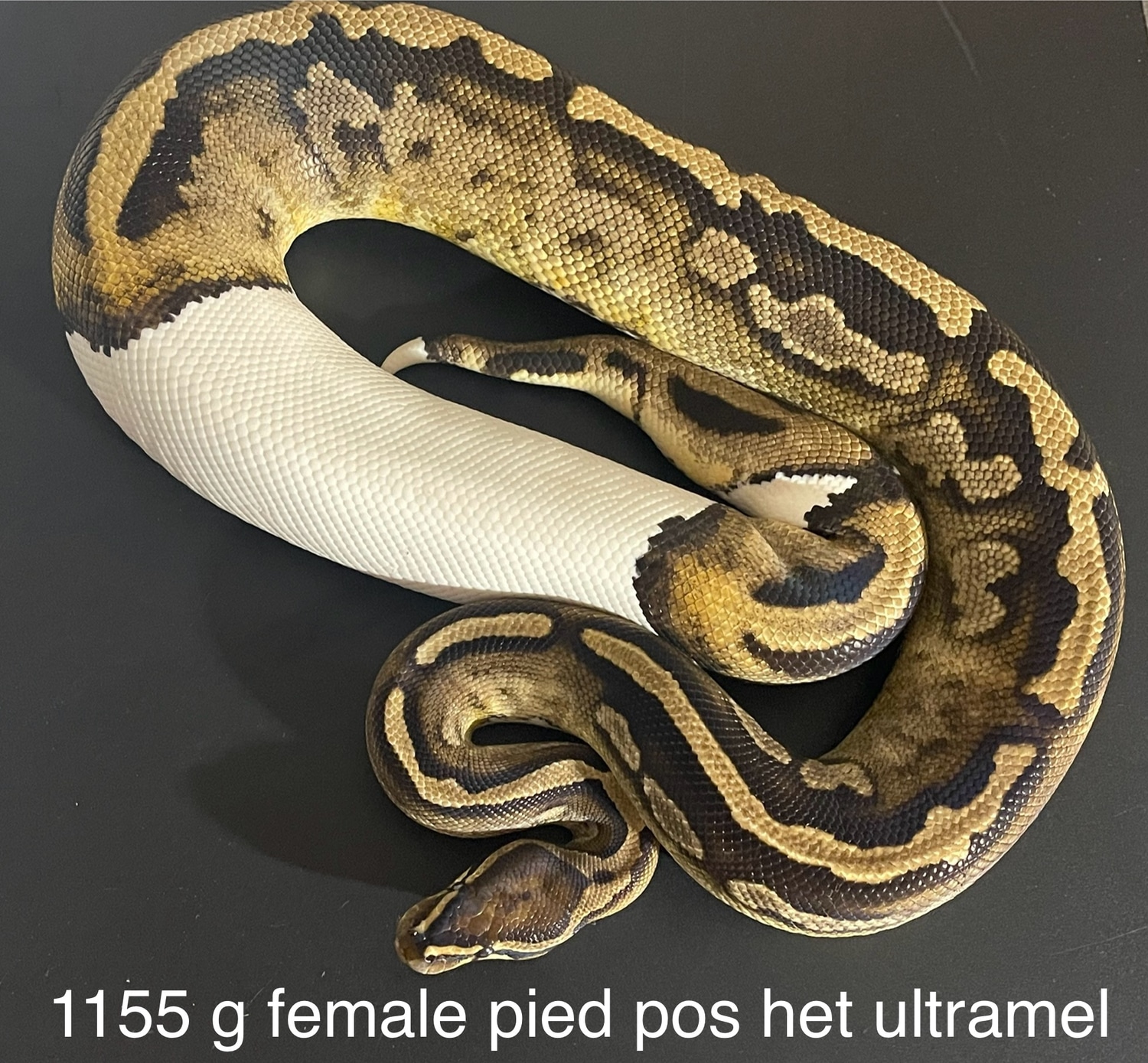 Pied Pos Het Ultramel Ball Python by Unlimited Exotics LLC - MorphMarket