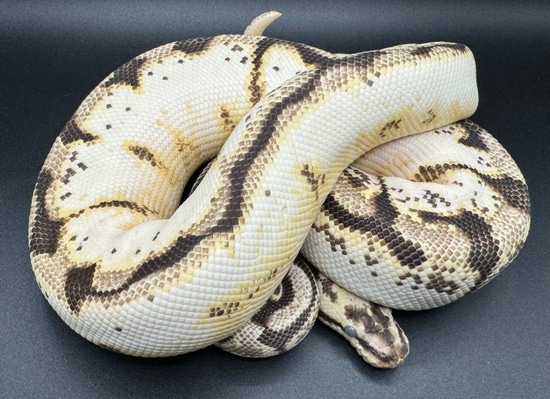 Killer Bee Calico Het Albino Het Pied Ball Python by Unlimited Exotics LLC