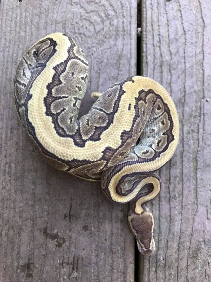 2020 Female Jigsaw Ball Python by Hare Hollow Farm - MorphMarket
