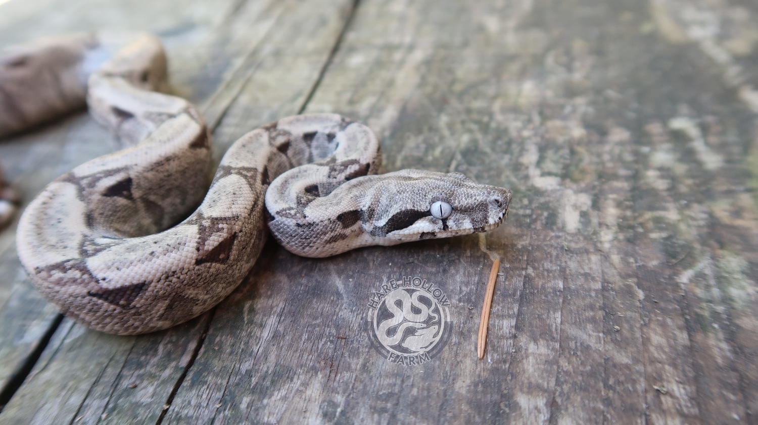 Male Ghost Type 1 (Pos Kahl/BEA) - Crazy White Eyes! Boa Constrictor by ...