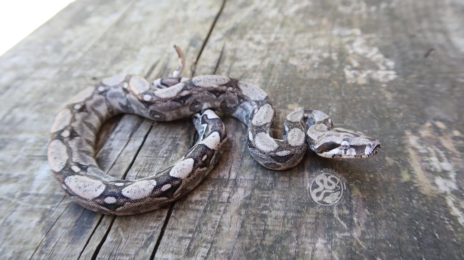 Male Anerythristic Type 1 (Pos Kahl/BEA) Boa Constrictor by Hare Hollow ...