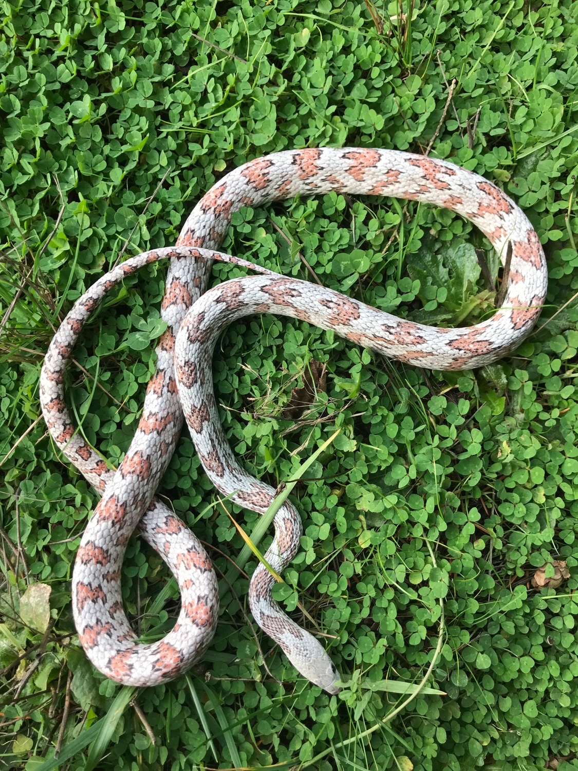 Spike Spiegel - Shatter Corn Snake by Hare Hollow Farm - MorphMarket