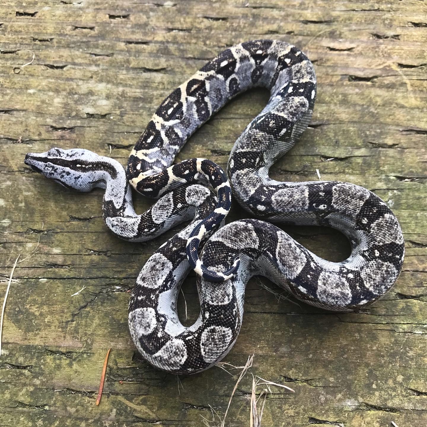 Iris - 2021 Peruvian Long-tailed Boa Constrictor by Hare Hollow Farm ...