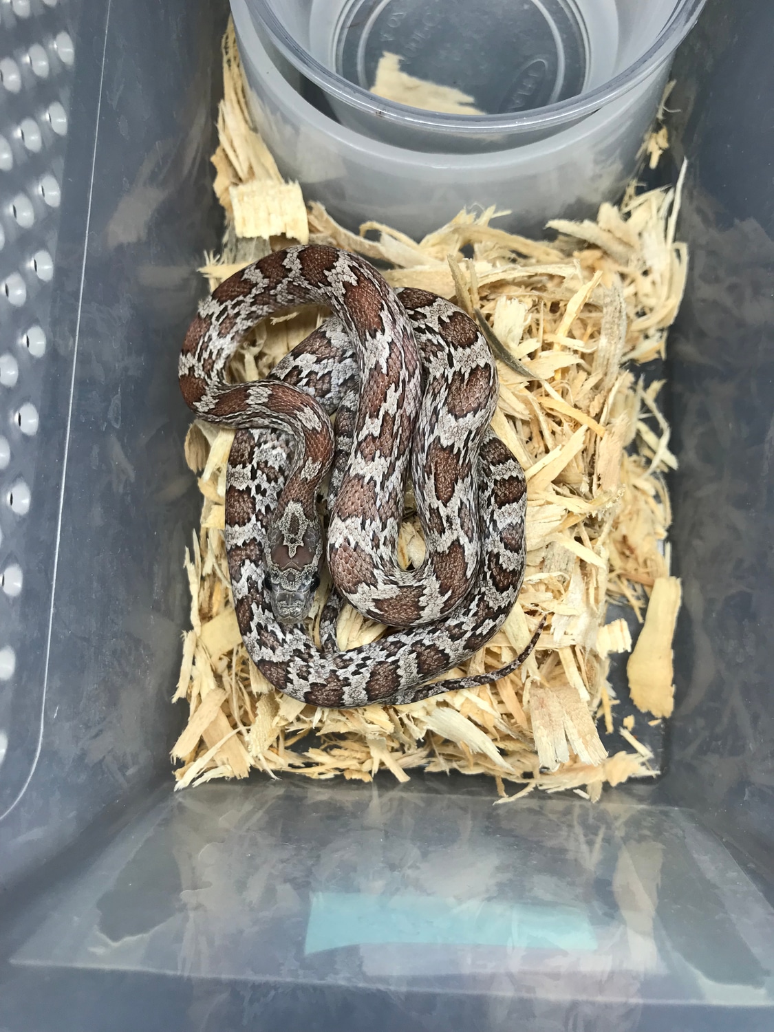 Cinder Het Sunkissed Female - SHATTER MAKER! Corn Snake by Hare Hollow ...