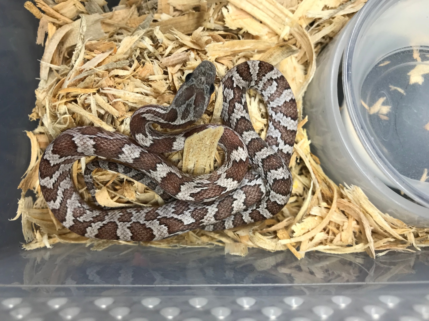 Cinder Het Sunkissed Female - SHATTER MAKER! Corn Snake by Hare Hollow ...