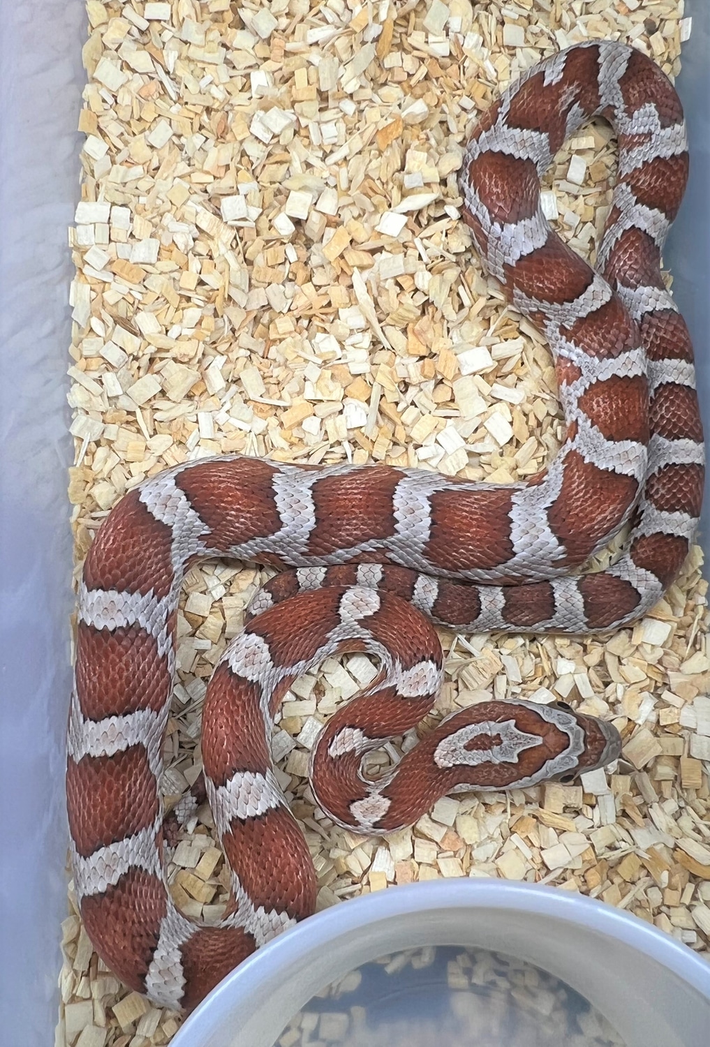 Shatter Maker Female Corn Snake by Hare Hollow Farm - MorphMarket