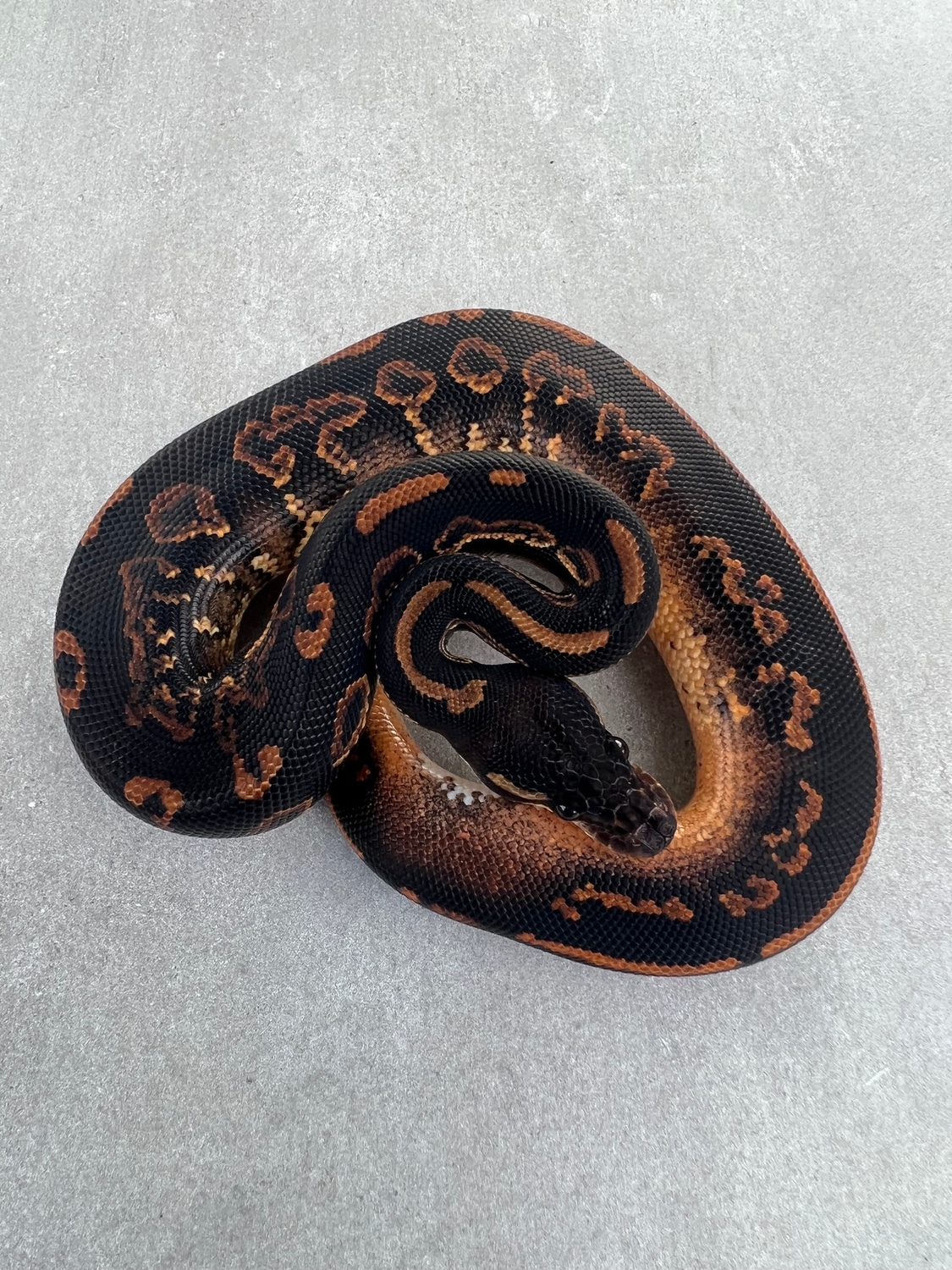 Killer Male Black Head Black Pastel Yellow Belly Ball Python by Hare ...