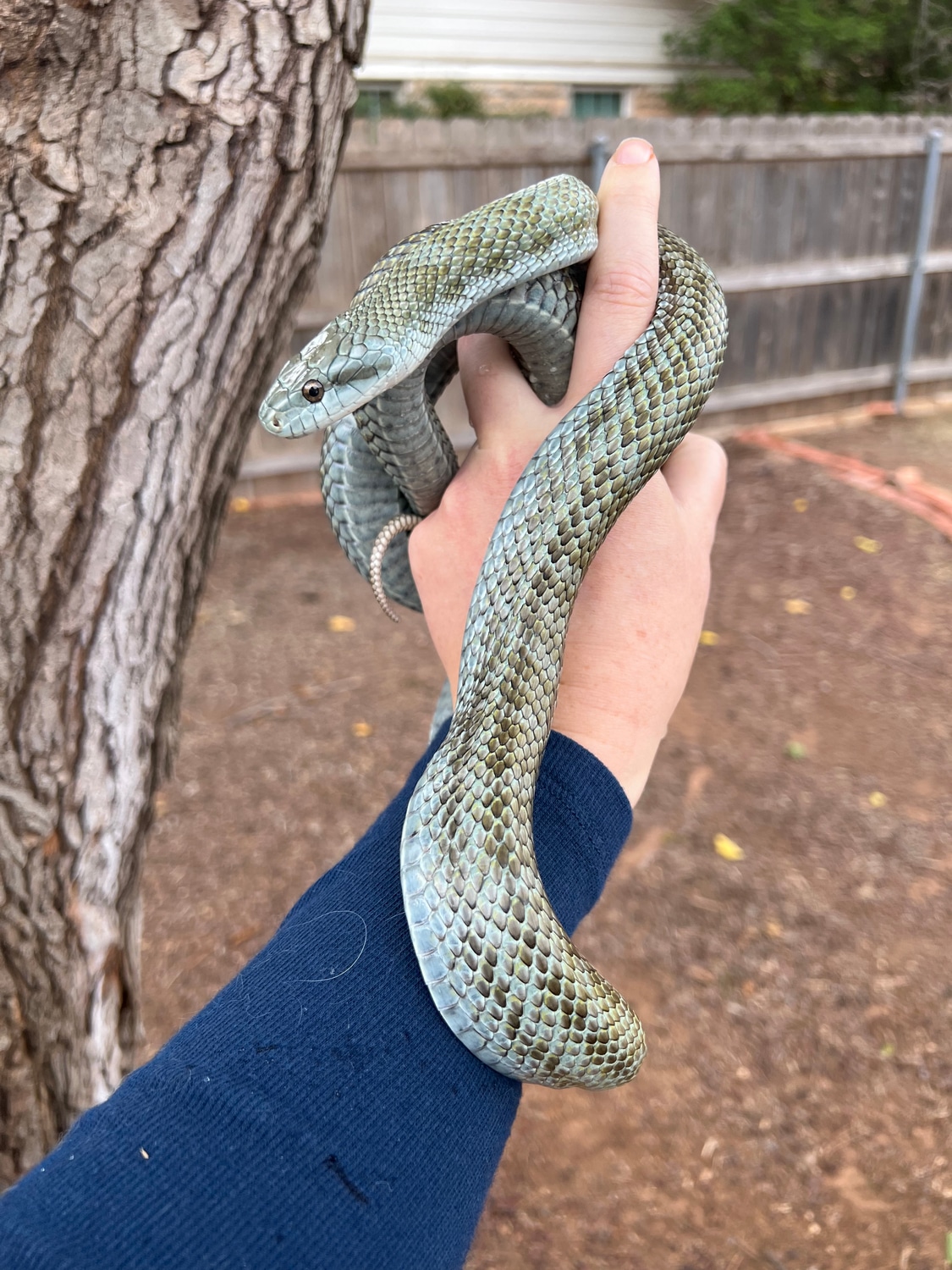 2022 Male Kunashir Island Japanese Ratsnake - Poss Het Amel Other Rat ...