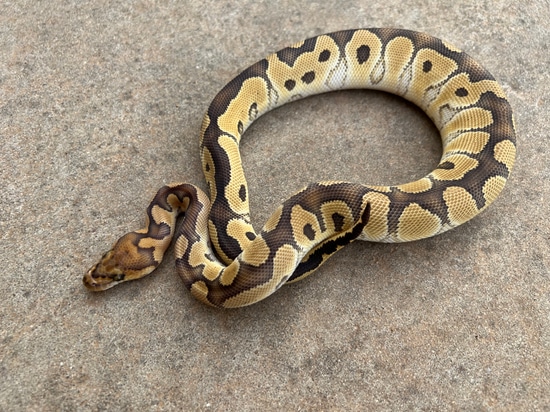 Mystic Clown Ball Python by Hare Hollow Farm