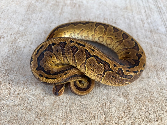 Blackhead Yellow Belly Pinstripe Ball Python by Hare Hollow Farm
