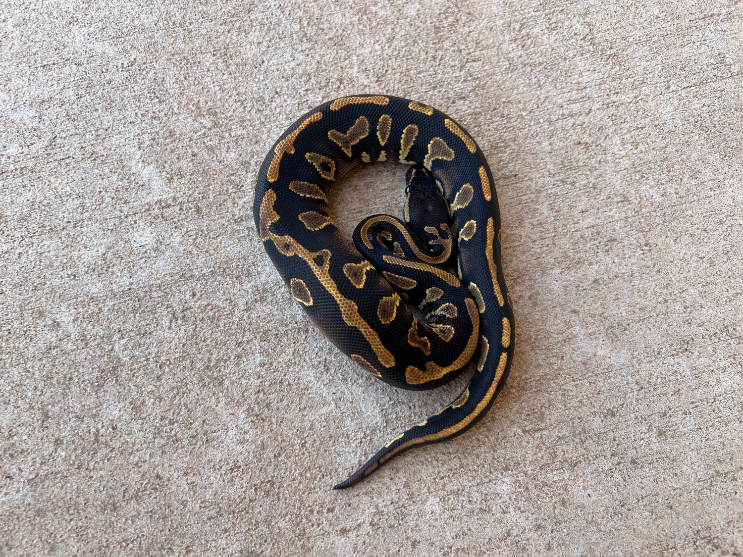 Black Head Yellow Belly Pos Het Pied Male Ball Python by Hare Hollow ...