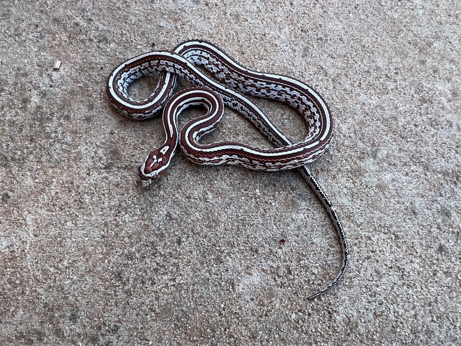 Miami Tessera Male Corn Snake by Hare Hollow Farm - MorphMarket