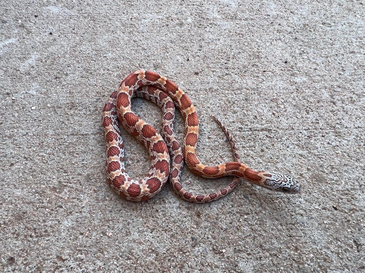 Male Sunkissed —Caramel Shatter Maker! Corn Snake by Hare Hollow Farm ...