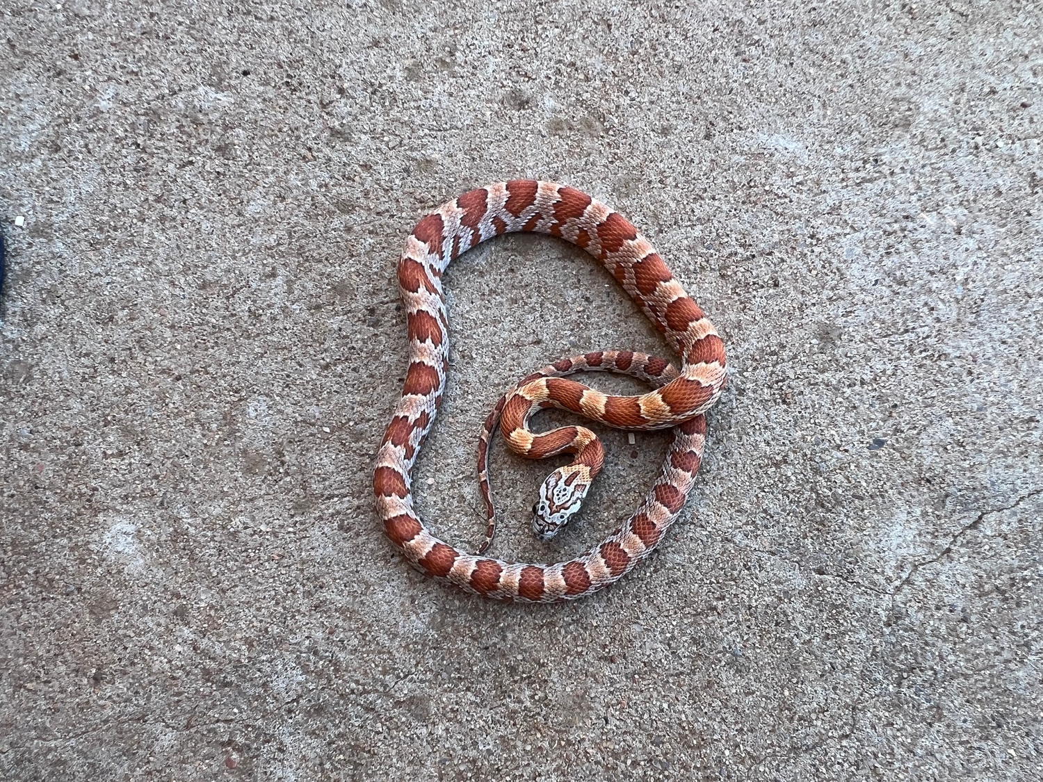 Sunkissed Het Cinder Het Caramel Corn Snake by Hare Hollow Farm ...