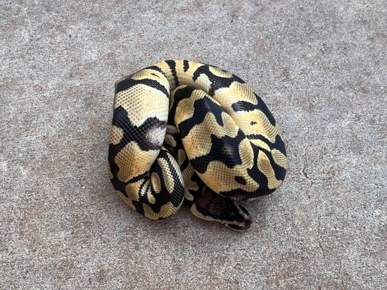 Double Het DG/Pied - Pastel Enchi - Male Ball Python by Hare Hollow Farm