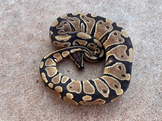 Het Desert Ghost Ball Python by Hare Hollow Farm