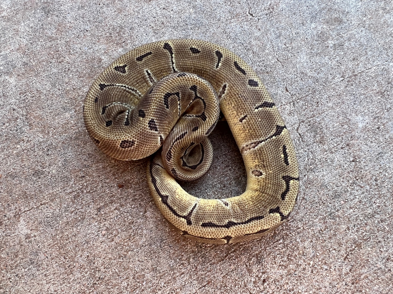 Male Enchi Pinstripe Het Desert Ghost Ball Python by Hare Hollow Farm ...