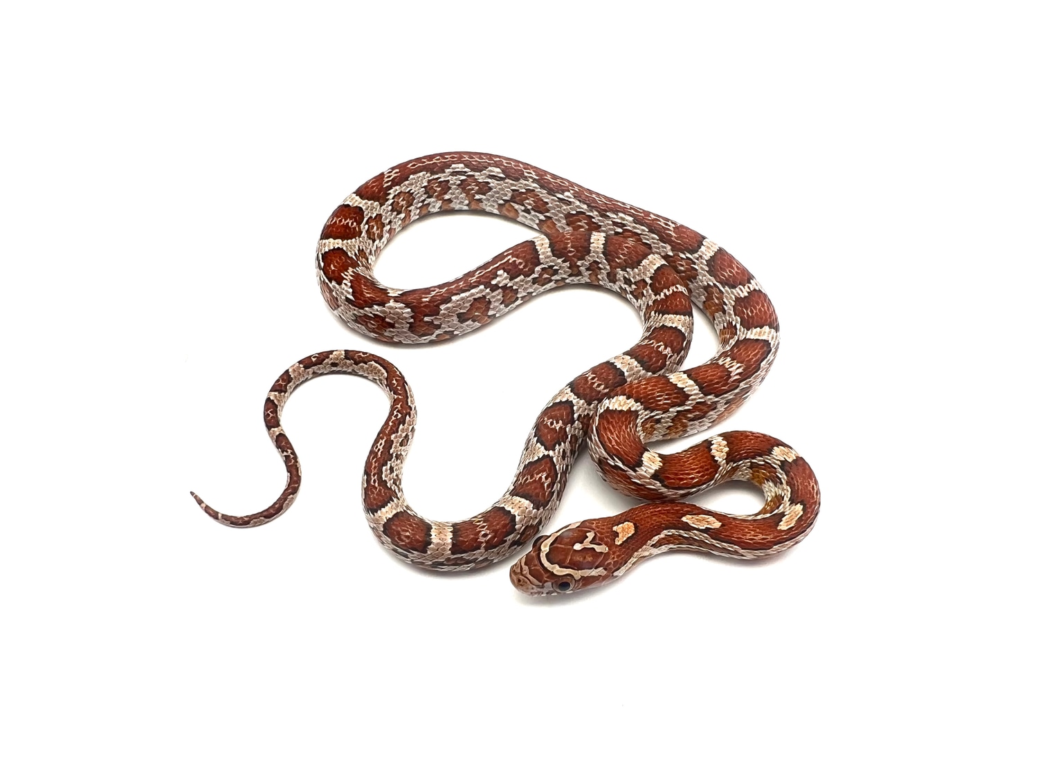 Miami Lineage Aberrant Male Normal Corn Snake by Hare Hollow Farm ...