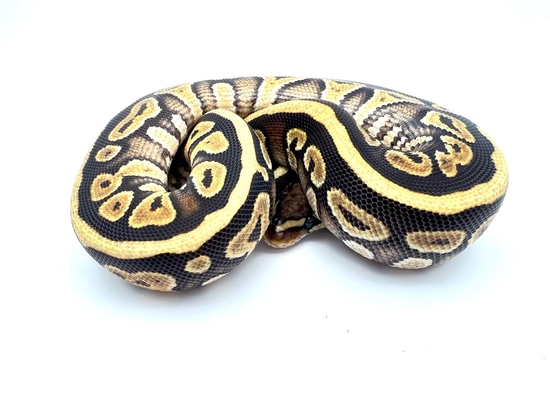 Mojave Spotnose Het Clown Ball Python by Hare Hollow Farm