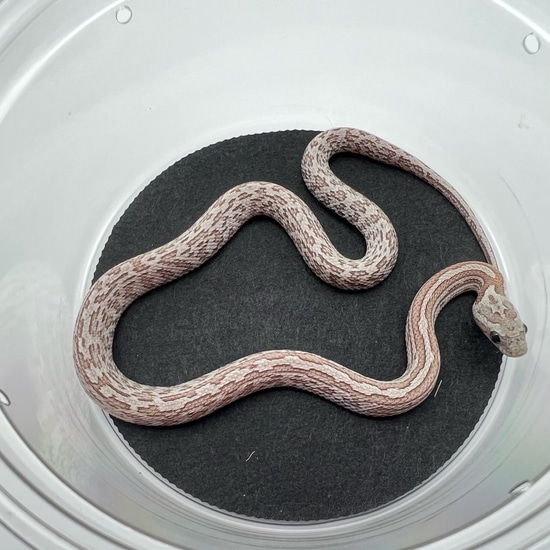 Cinder Hypo Tessera Female Corn Snake by Hare Hollow Farm