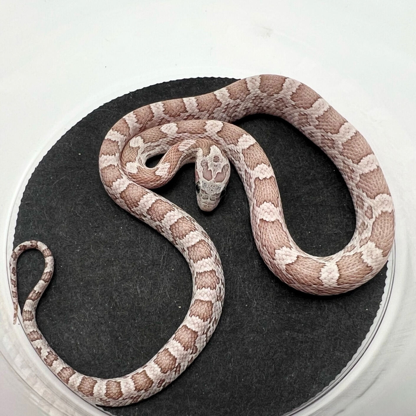 Hypo Cinder 100% Het Lava Corn Snake by Hare Hollow Farm - MorphMarket