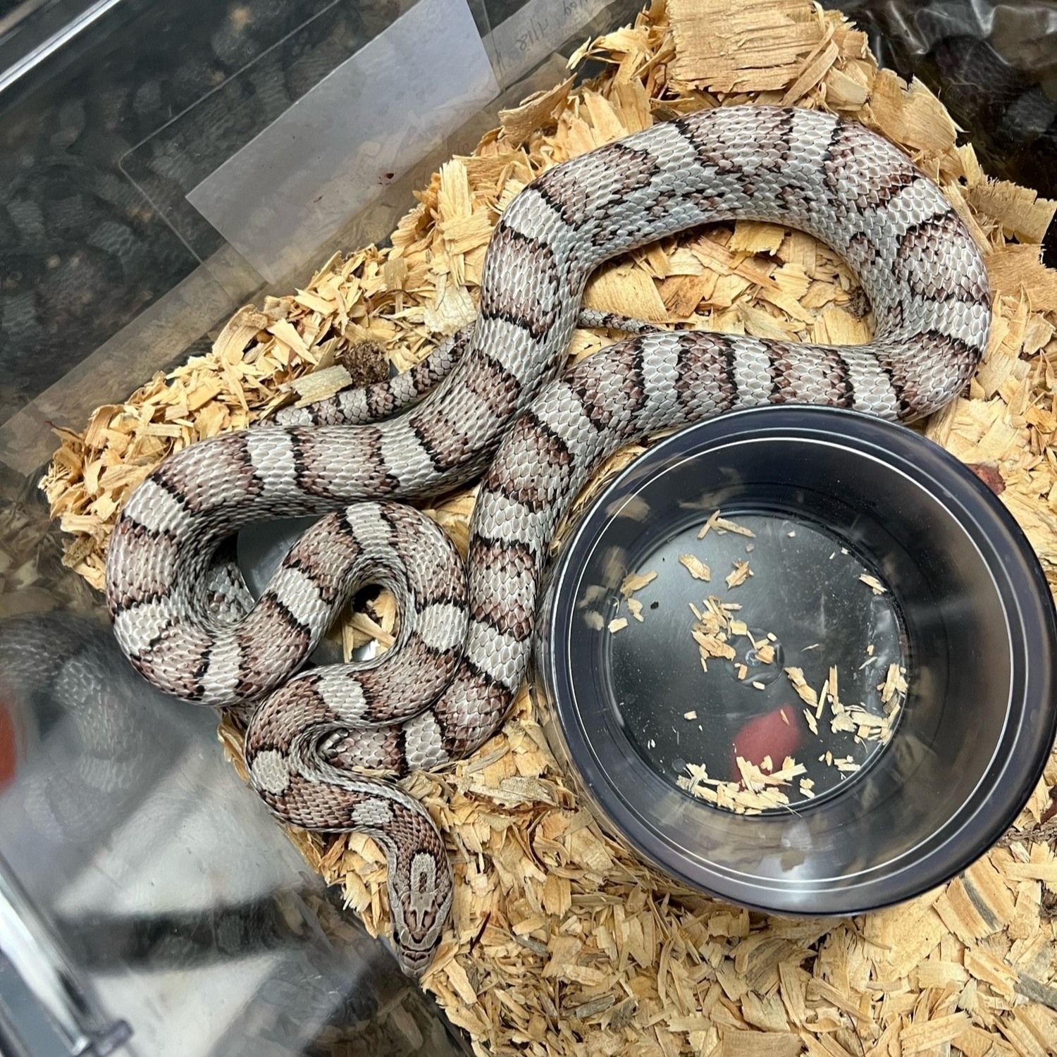 Faded Miami Het Hypo Het Cinder Het Motley Corn Snake by Hare Hollow ...