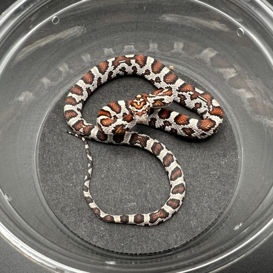 Miami Okeetee Female Corn Snake by Hare Hollow Farm