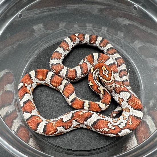 Miami 50% Het Amel Female Corn Snake by Hare Hollow Farm