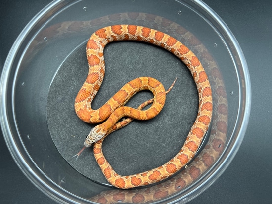 Male Sunkissed —Caramel Shatter Maker! Corn Snake by Hare Hollow Farm
