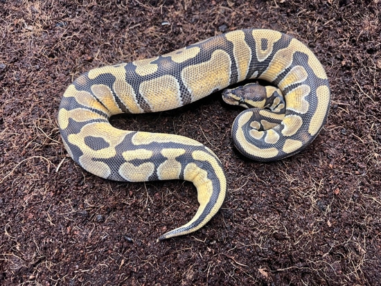 Enchi Het Ultramel Het Cryptic Female Ball Python by Hare Hollow Farm