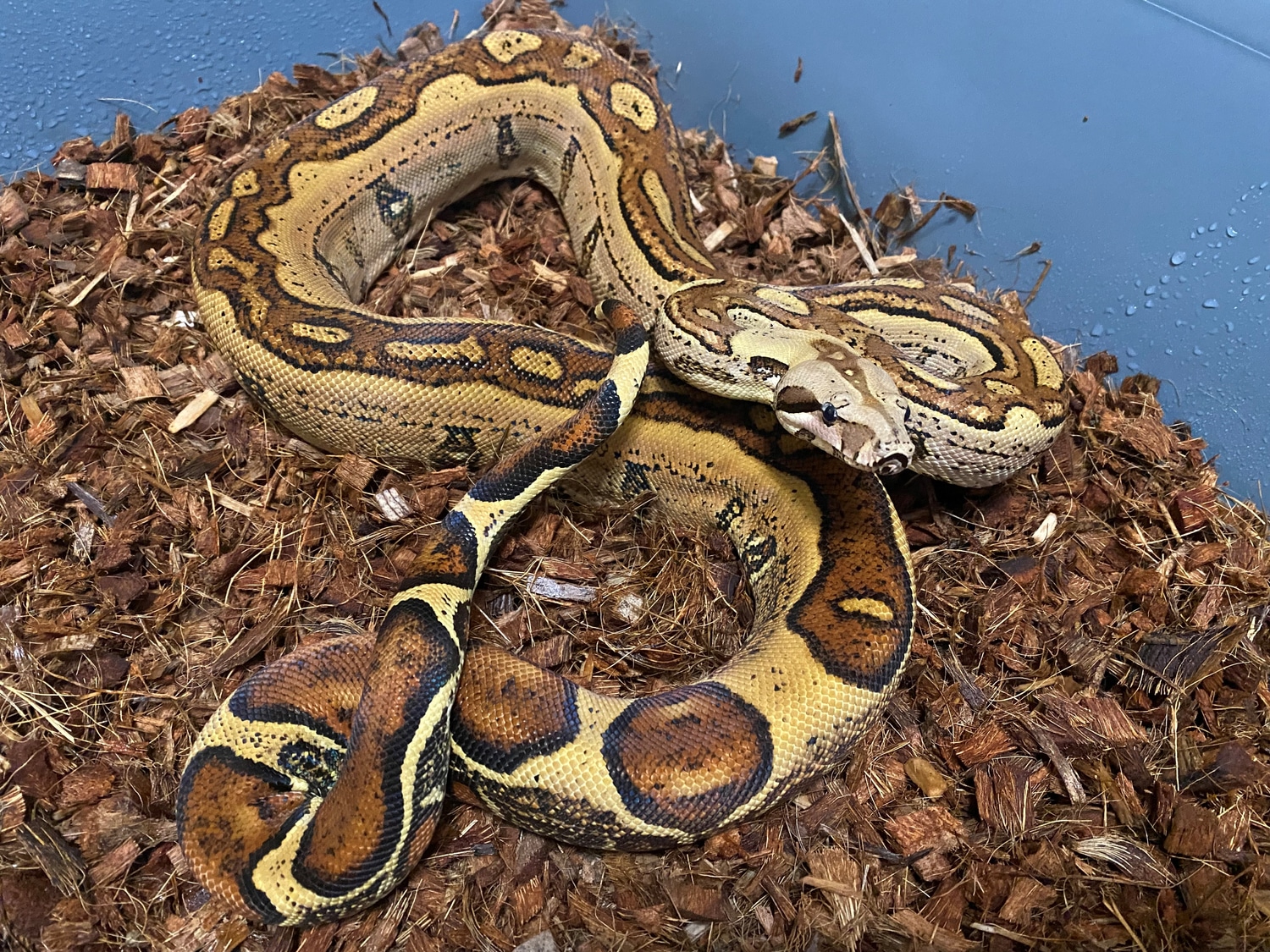 Aby Jungle Boa Constrictor by Unrivaled Reptiles - MorphMarket