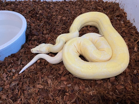 Sharp Snow Boa Constrictor by Unrivaled Reptiles
