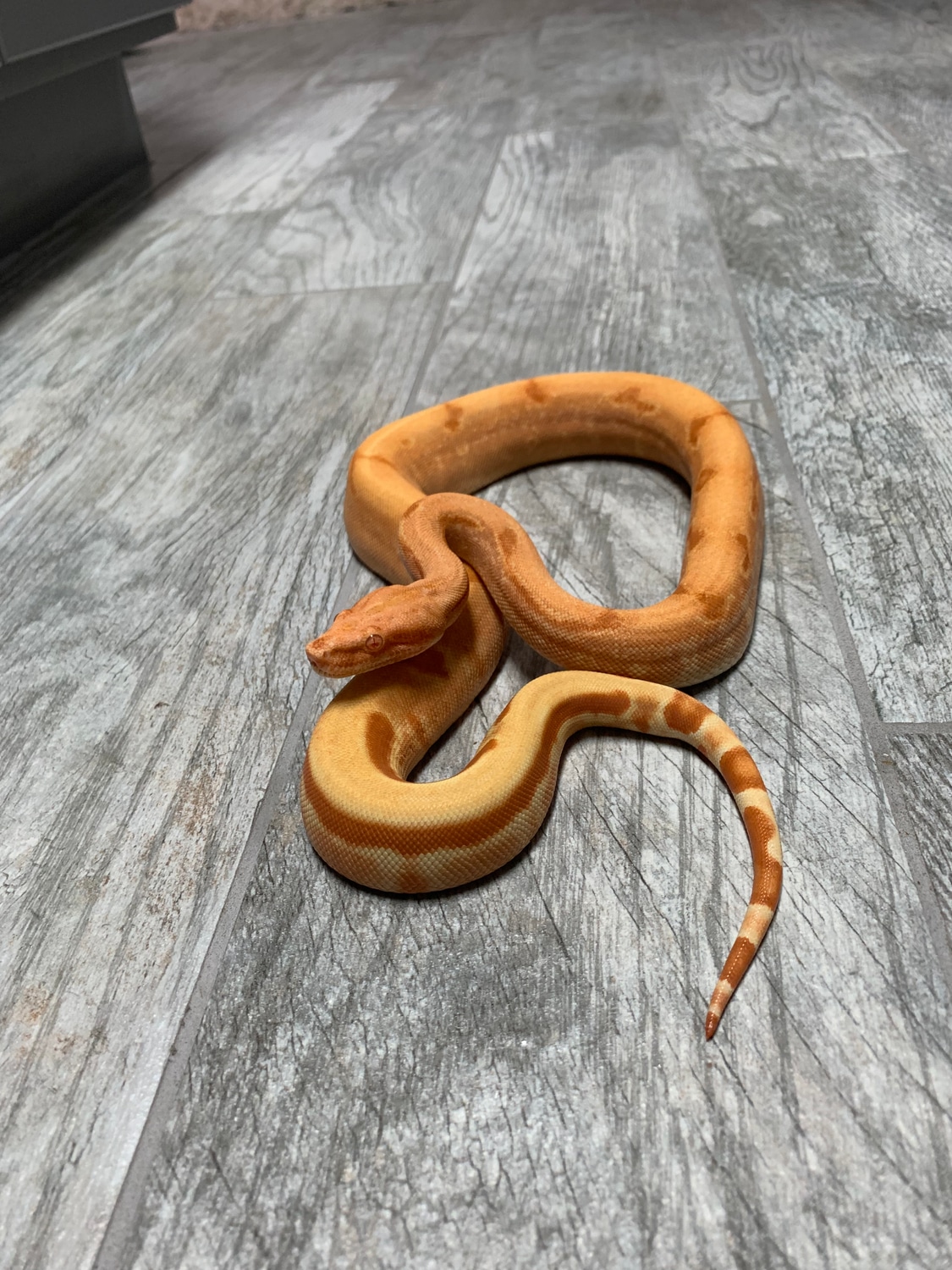Purple Sharp Sunglow Boa Constrictor by Untamed exotics - MorphMarket
