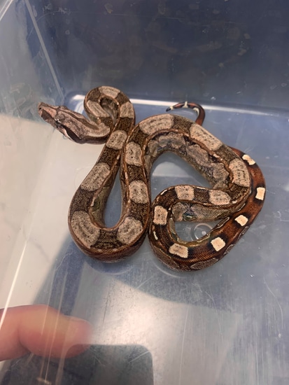 Keltic Parahet Boa Constrictor by Untamed exotics